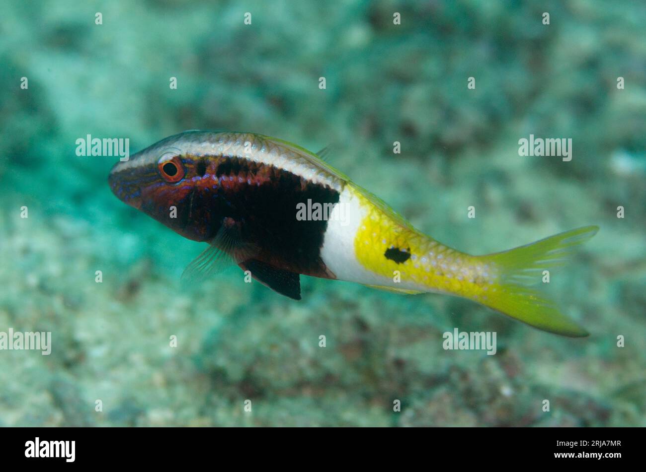 Bicolor goatfish hi-res stock photography and images - Alamy