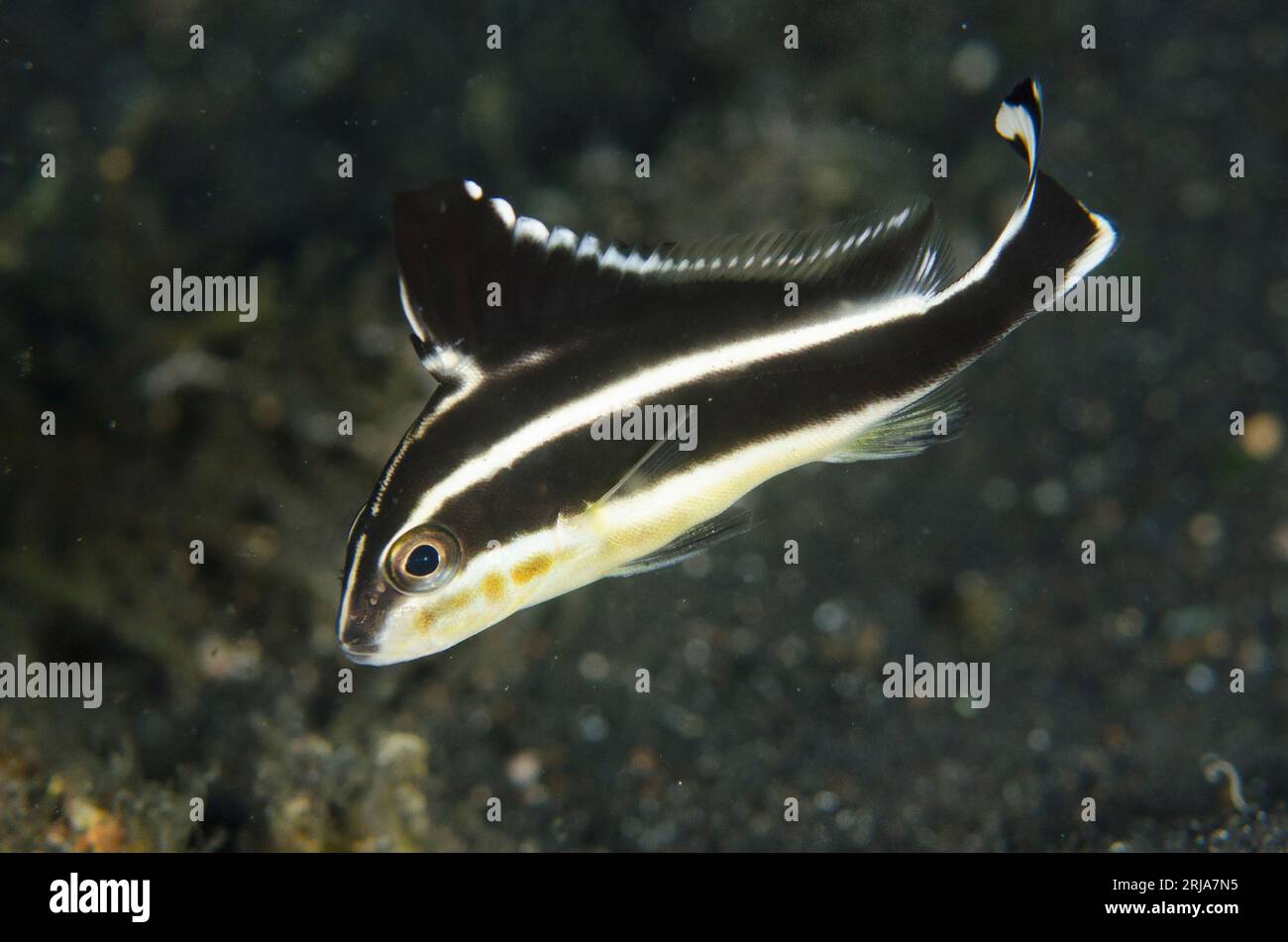 Silver Sweetlips, Diagramma pictum, juvenile, night dive, TK1 dive site ...