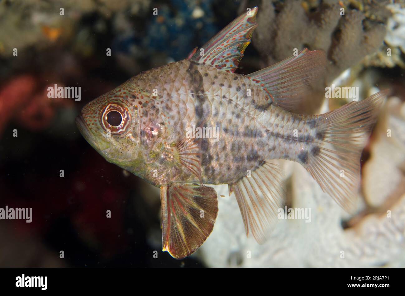 Orbicular Cardinalfish, Sphaeramia orbicularis, night dive, TK1 dive ...