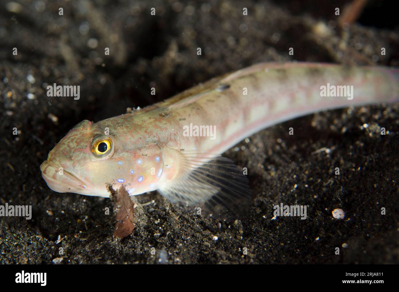 Sixspot goby valenciennea sexguttata hi-res stock photography and ...