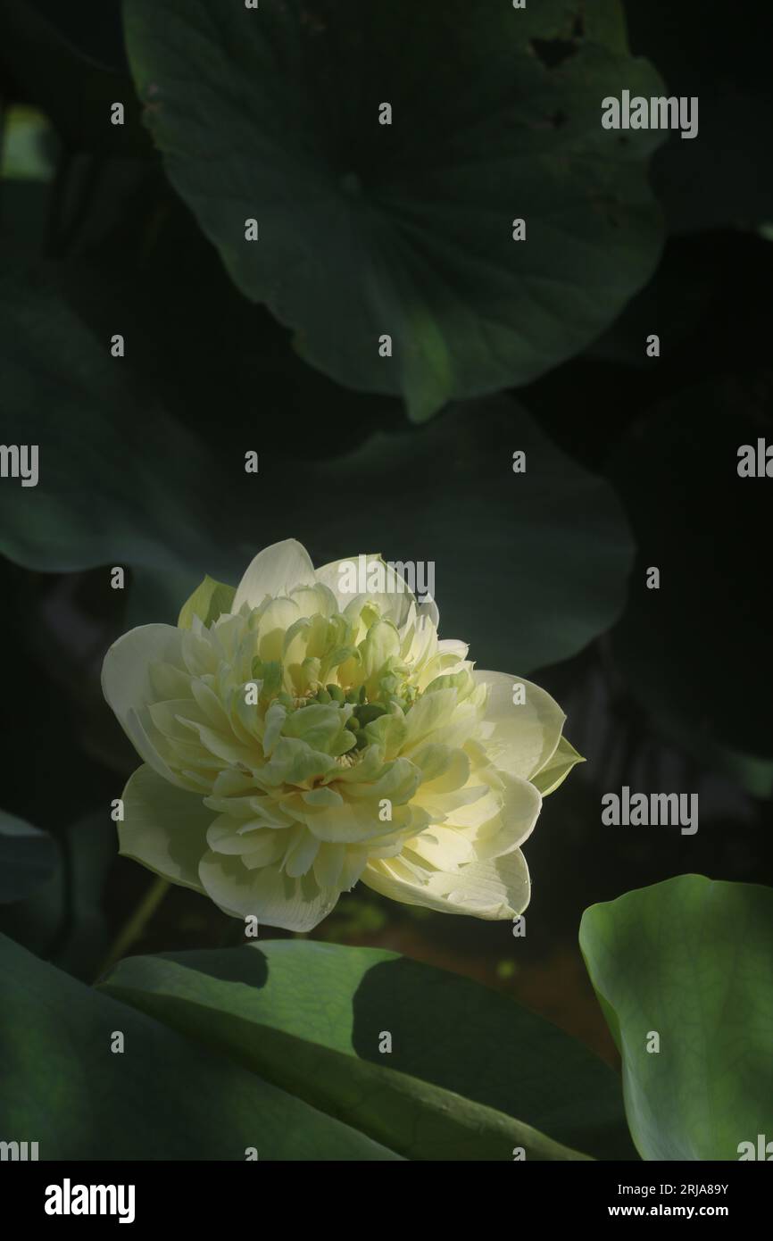 A vibrant white Nut-bearing lotus (Nelumbo nucifera) flower blooming ...