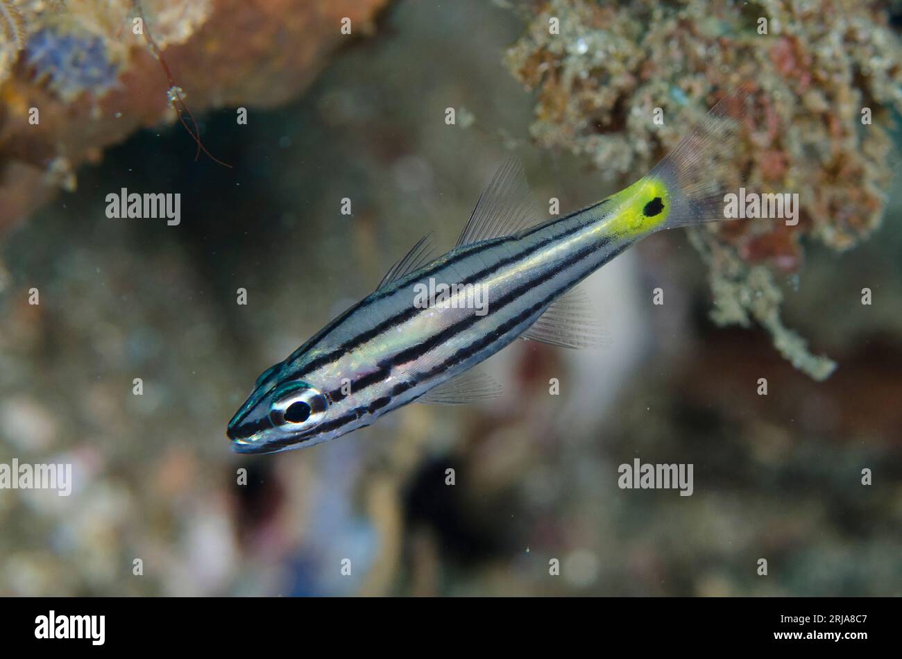 Fivelined Cardinalfish, Cheilodipterus quinquelineatus, Bianca dive ...