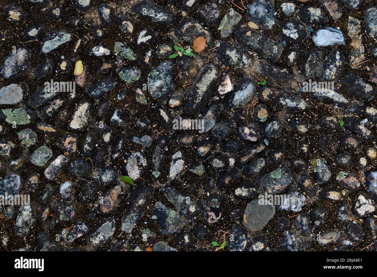Cobblestone floor texture. Dark wet pebbles and gray dry pebbles with ...