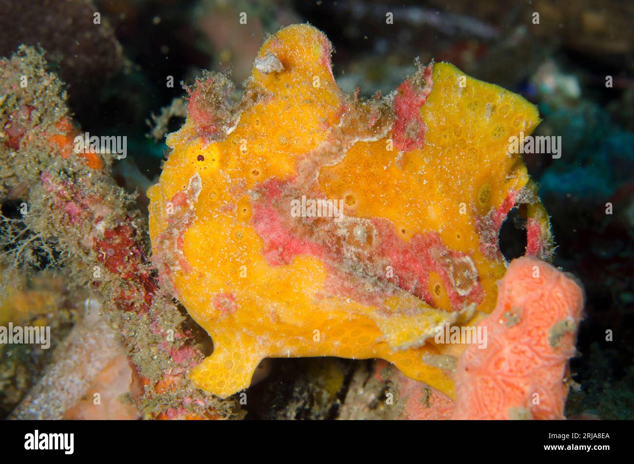 Painted Frogfish, Antennarius pictus, Bianca dive site, Lembeh Straits ...