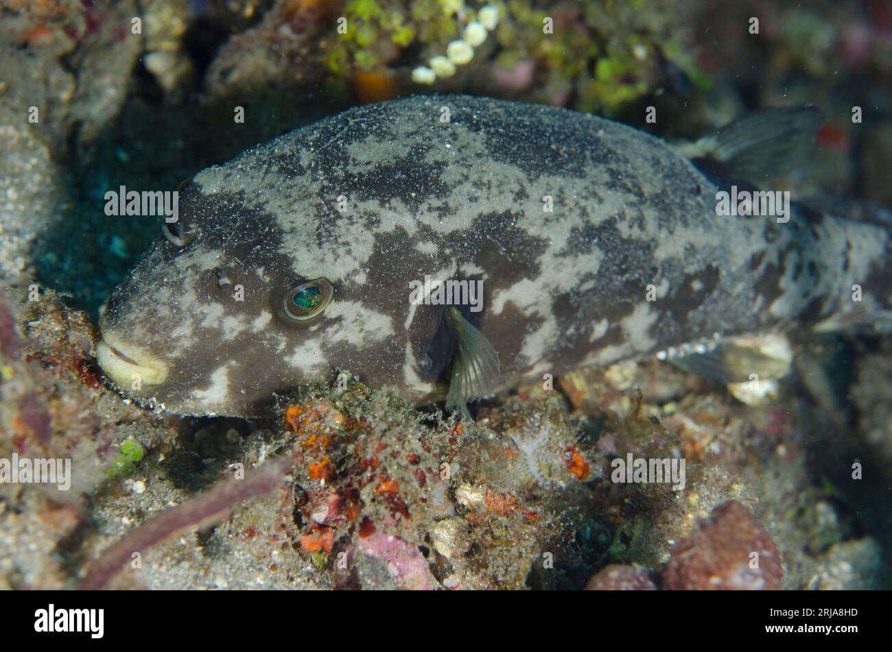 Immaculate Puffer, Arothron immaculatus, Bianca dive site, Lembeh ...
