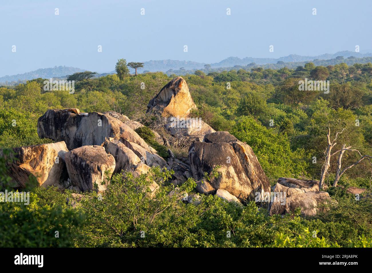 Ancient Granite outcrops are a feature of the African Bushveld. These ...
