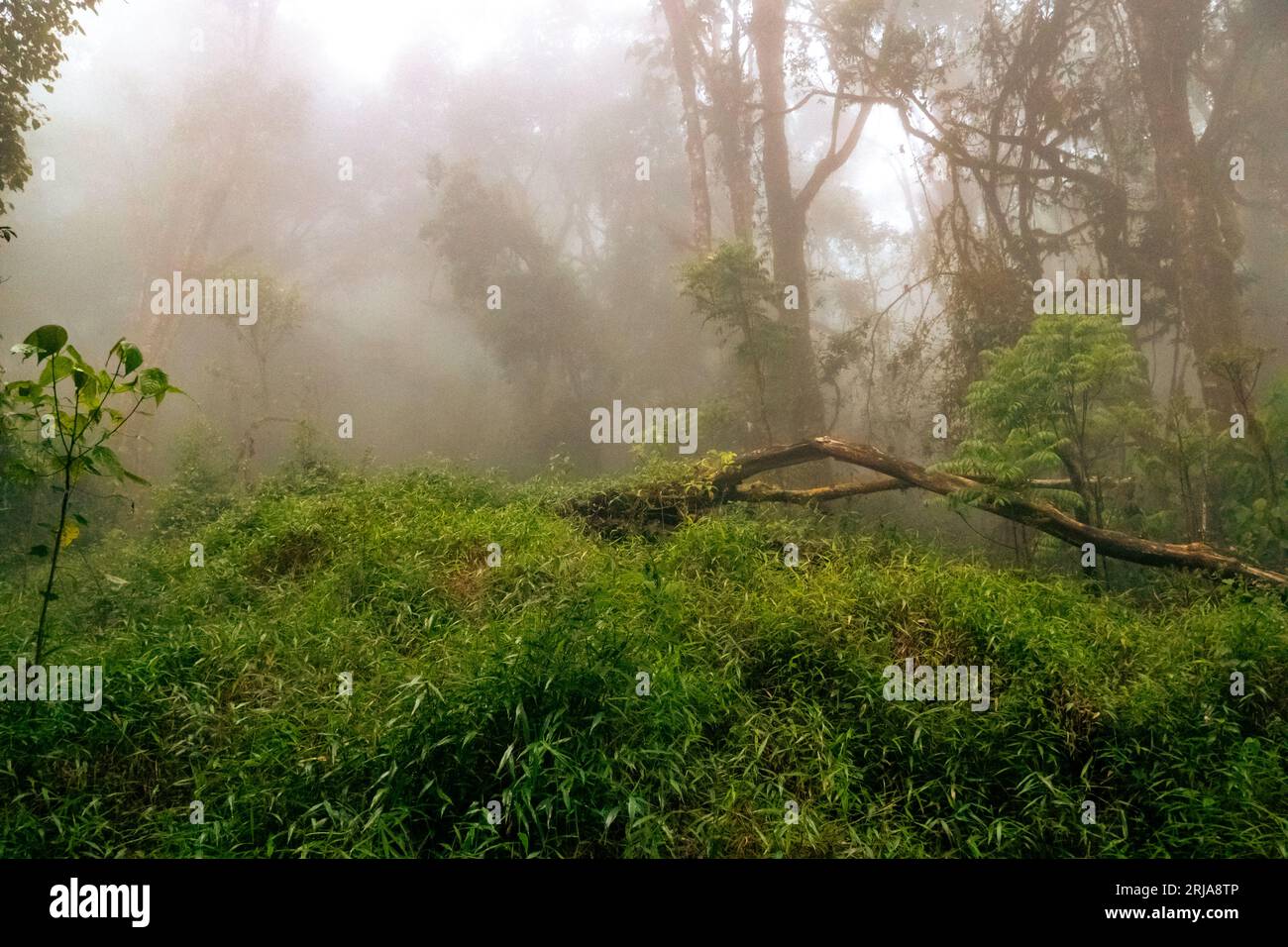 Indigenous trees growing in the Montane Forest zone of Mount Rungwe ...