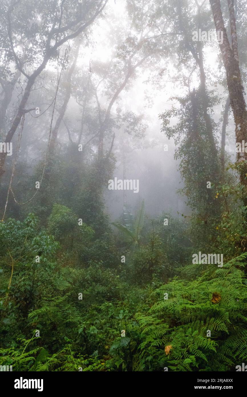 Indigenous trees growing in the Montane Forest zone of Mount Rungwe ...
