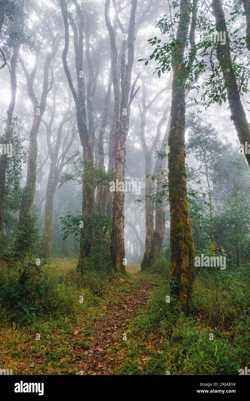 Indigenous trees growing in the Montane Forest zone of Mount Rungwe ...
