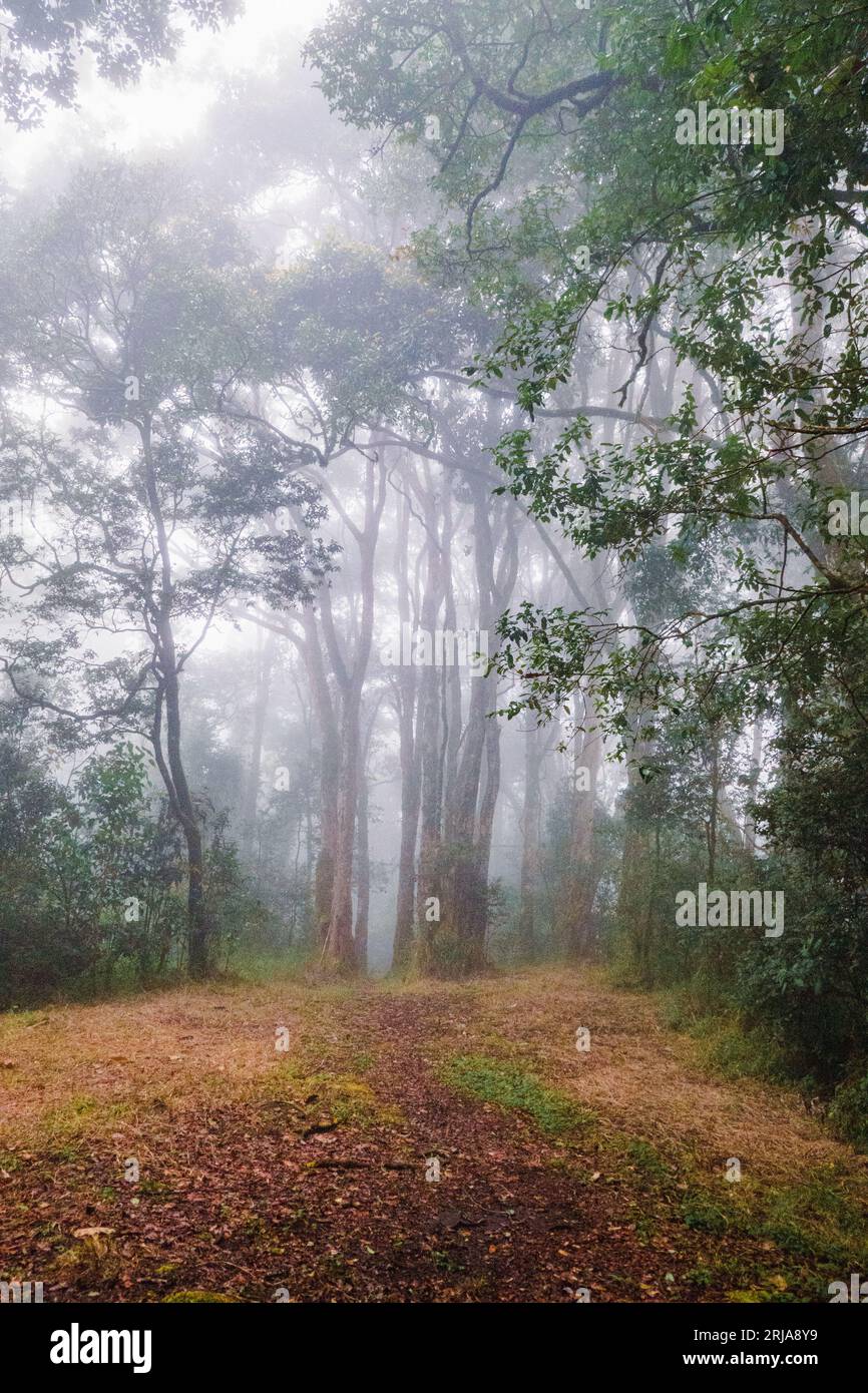 Indigenous trees growing in the Montane Forest zone of Mount Rungwe ...