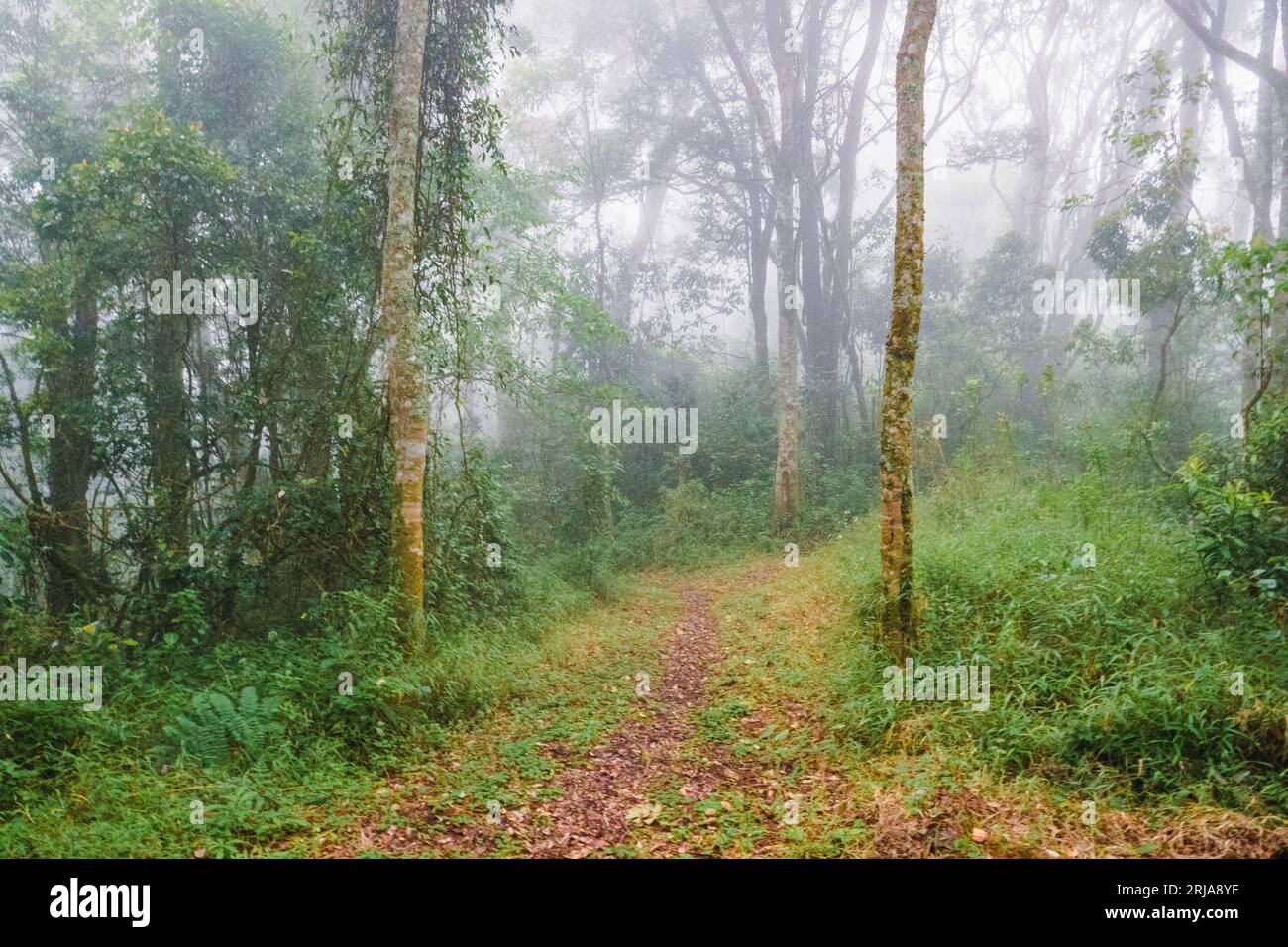 Indigenous trees growing in the Montane Forest zone of Mount Rungwe ...