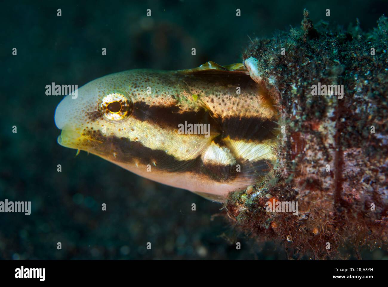 Shorthead Fangblenny, Petroscirtes breviceps, in bottle, TK2 dive site ...