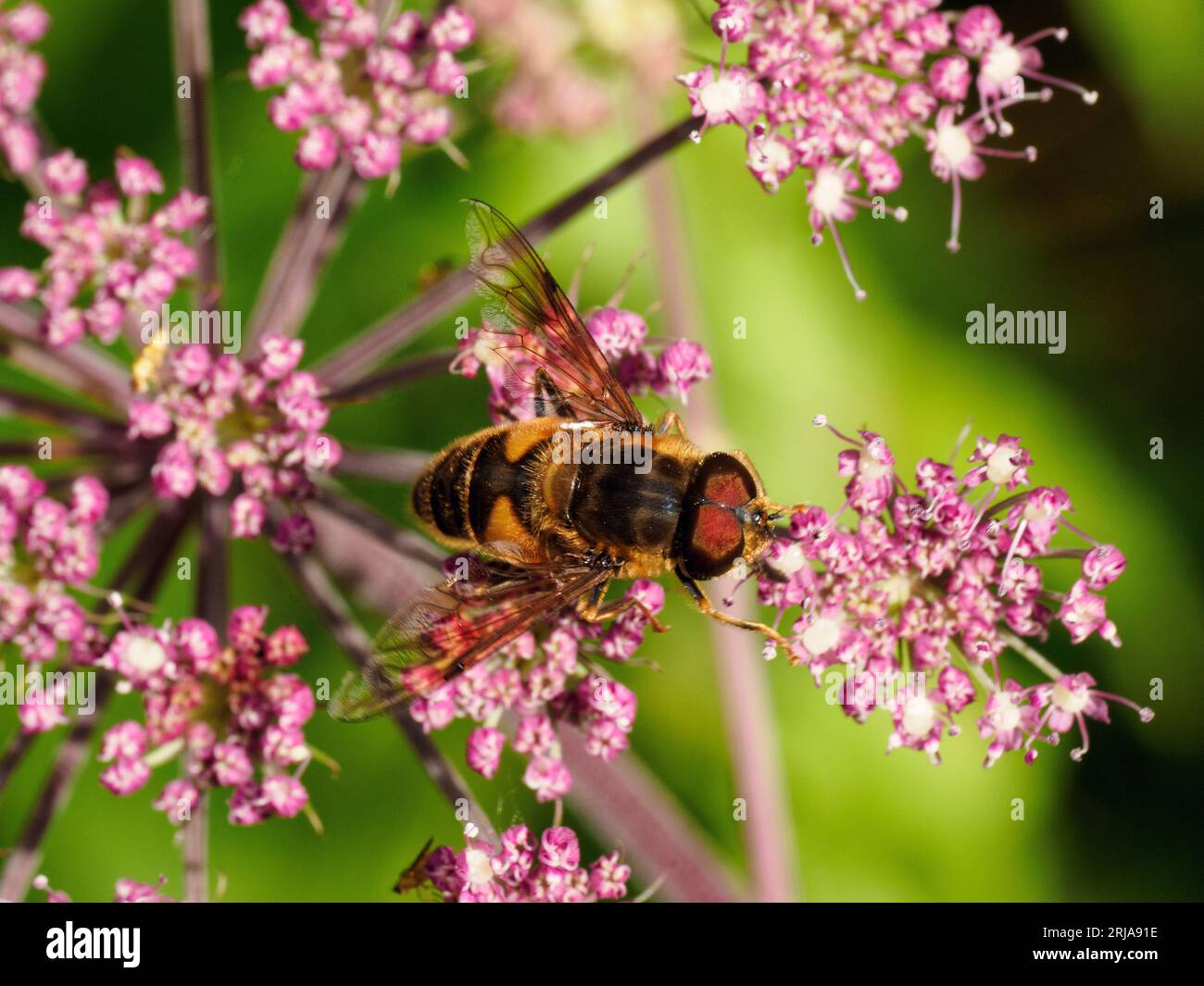 Common Drone Fly - Eristalis tenax - on pink wildflower blooms Stock ...