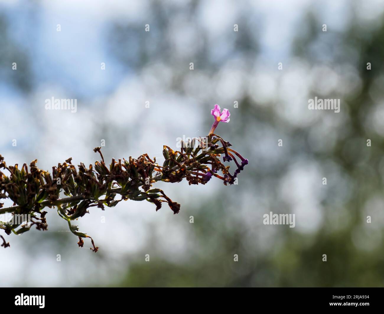 Buddleia flower cluster with only a single flower remaining - could be ...