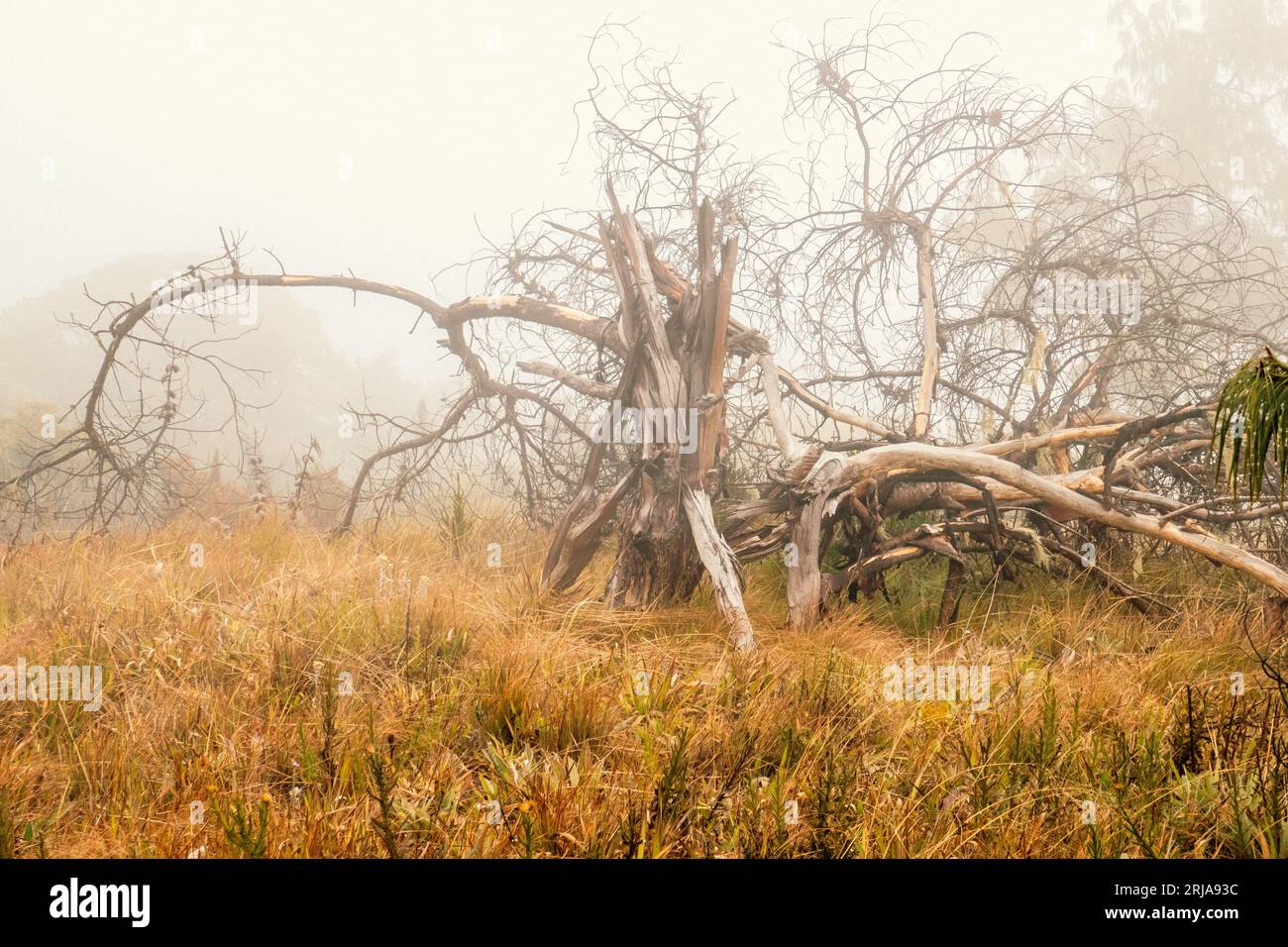Scenic view of heather moorland zone of Mount Rungwe in Mbeya, Tanzania ...