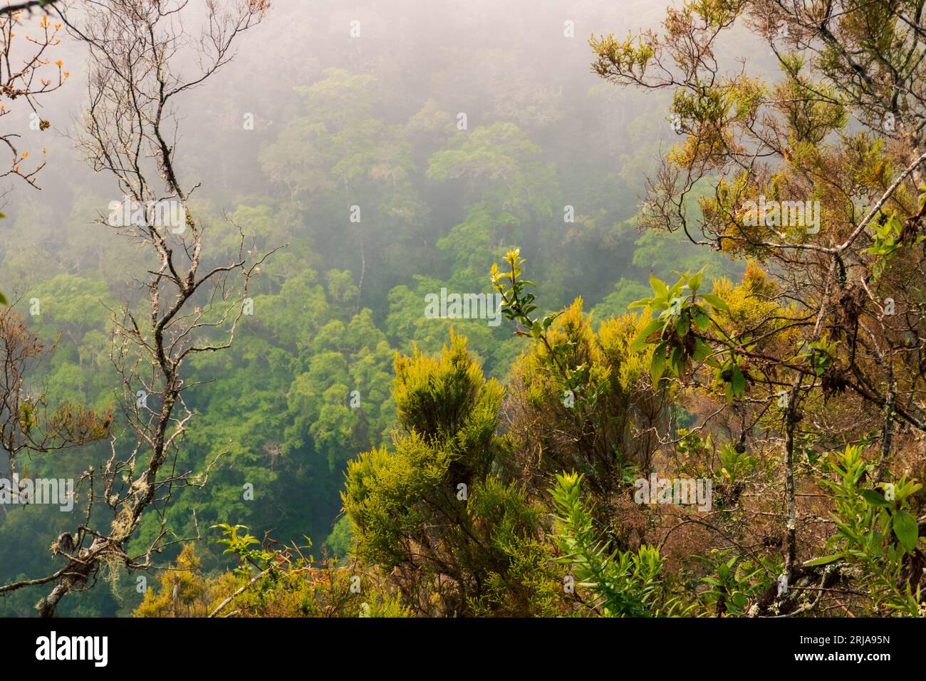 Indigenous trees growing in the Montane Forest zone of Mount Rungwe ...