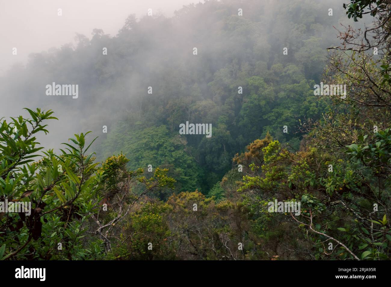 Indigenous trees growing in the Montane Forest zone of Mount Rungwe ...
