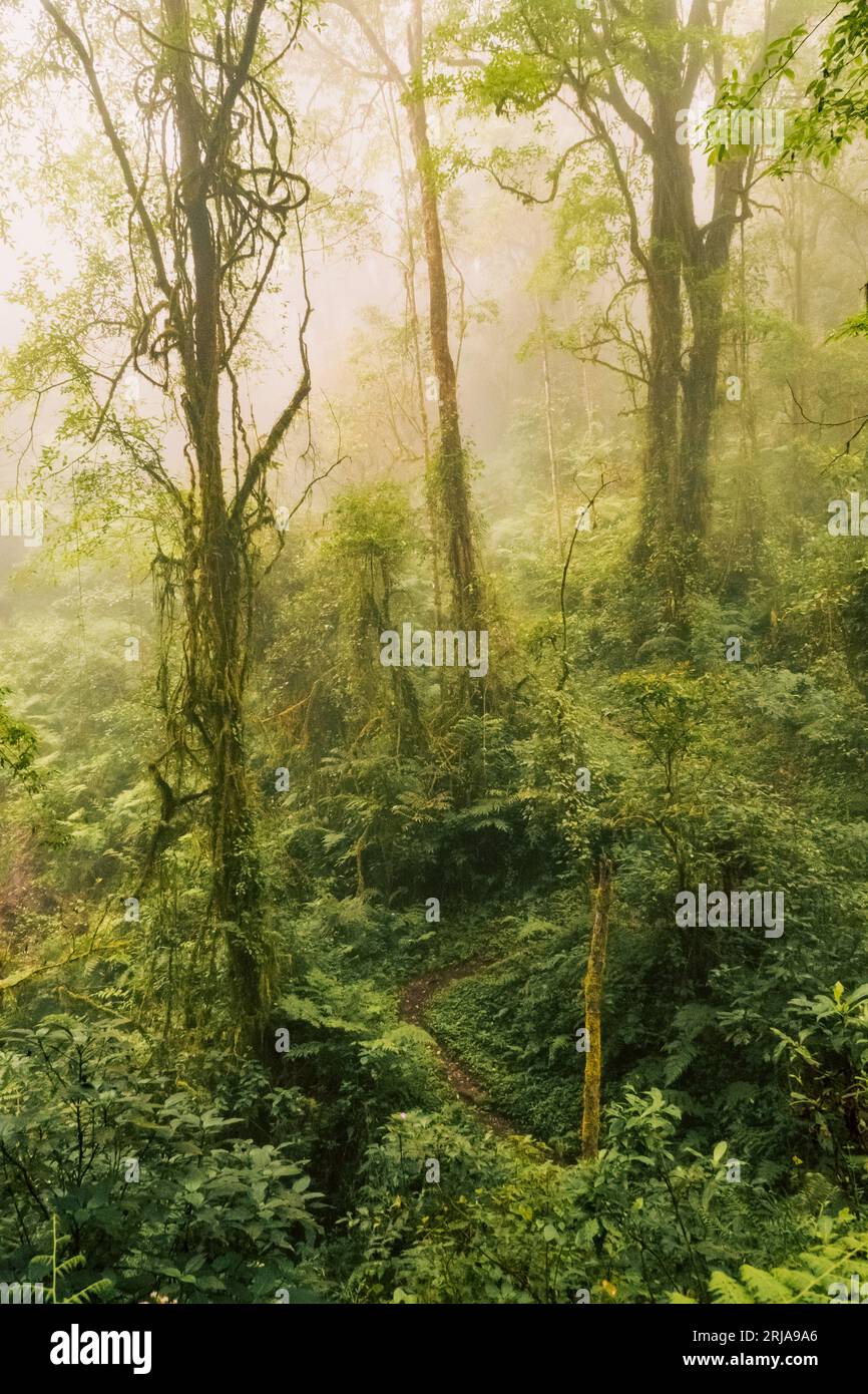 Indigenous trees growing in the Montane Forest zone of Mount Rungwe ...
