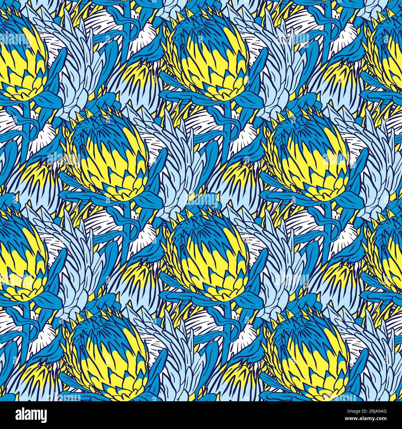 Protea flowers blue background Stock Vector Images - Alamy