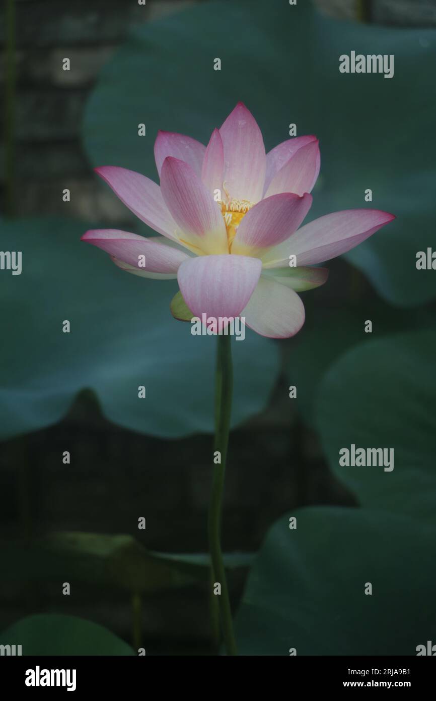 A close-up of a vibrant pink Nut-bearing lotus (Nelumbo nucifera ...
