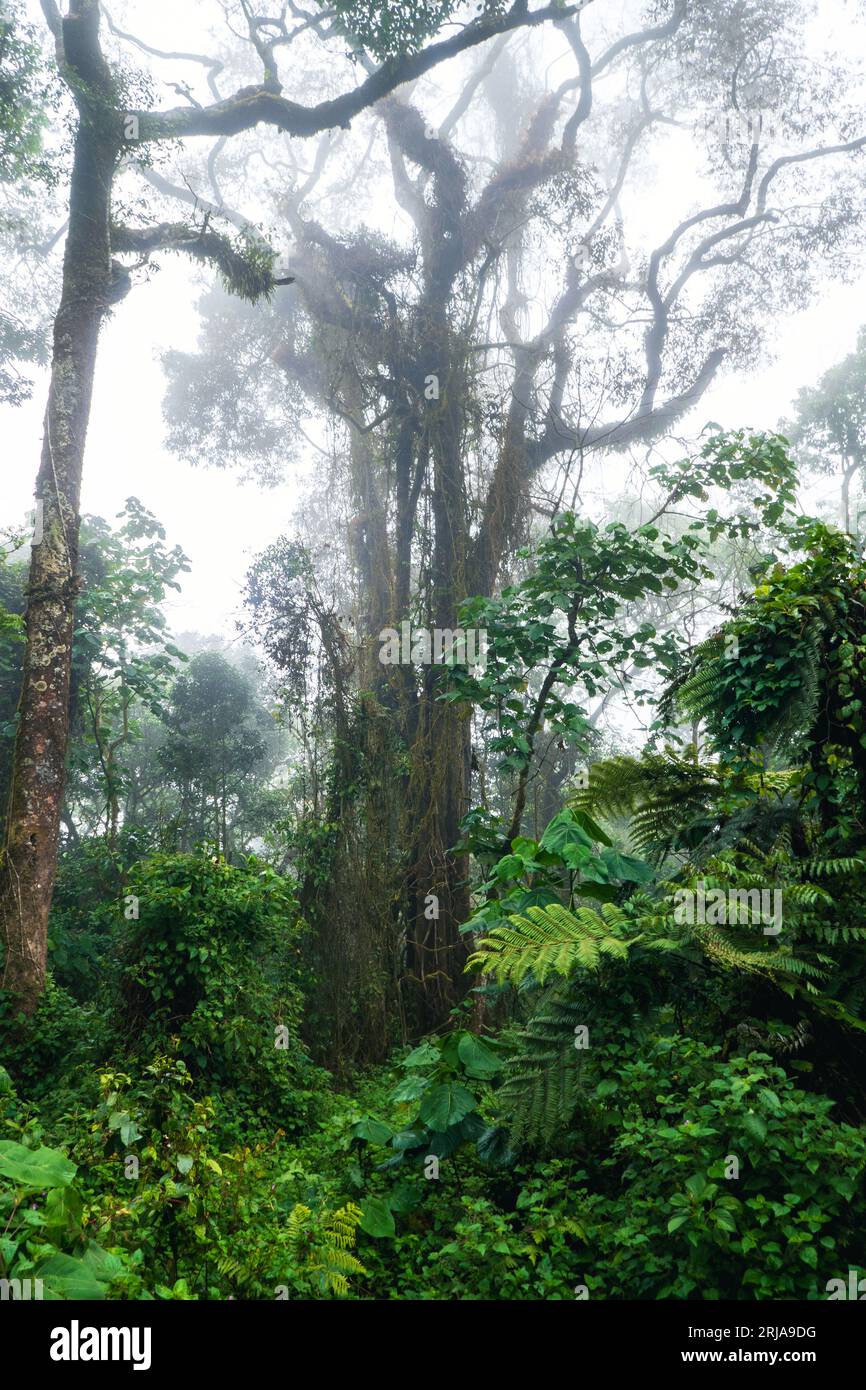 Indigenous trees growing in the Montane Forest zone of Mount Rungwe ...