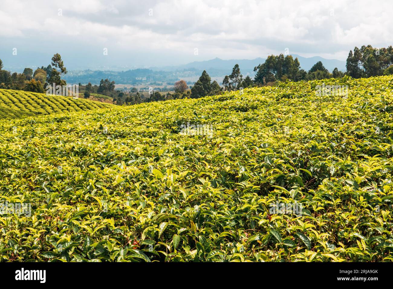 Scenic view of tea farms in Rungwe, Mbeya Region Tanzania Stock Photo ...