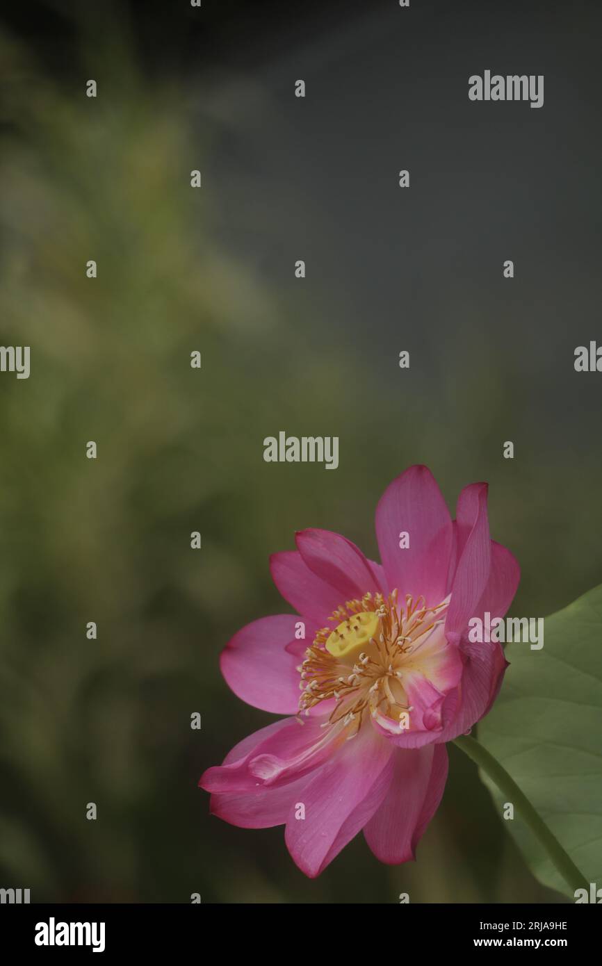 A close-up of a vibrant pink Nut-bearing lotus (Nelumbo nucifera ...