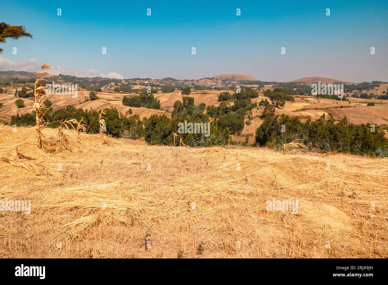 African landscapes with acacia trees and maize farms in Mporoto Range ...