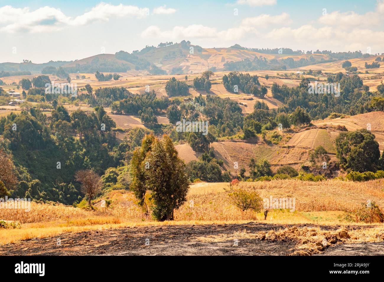 African landscapes with acacia trees and maize farms in Mporoto Range ...
