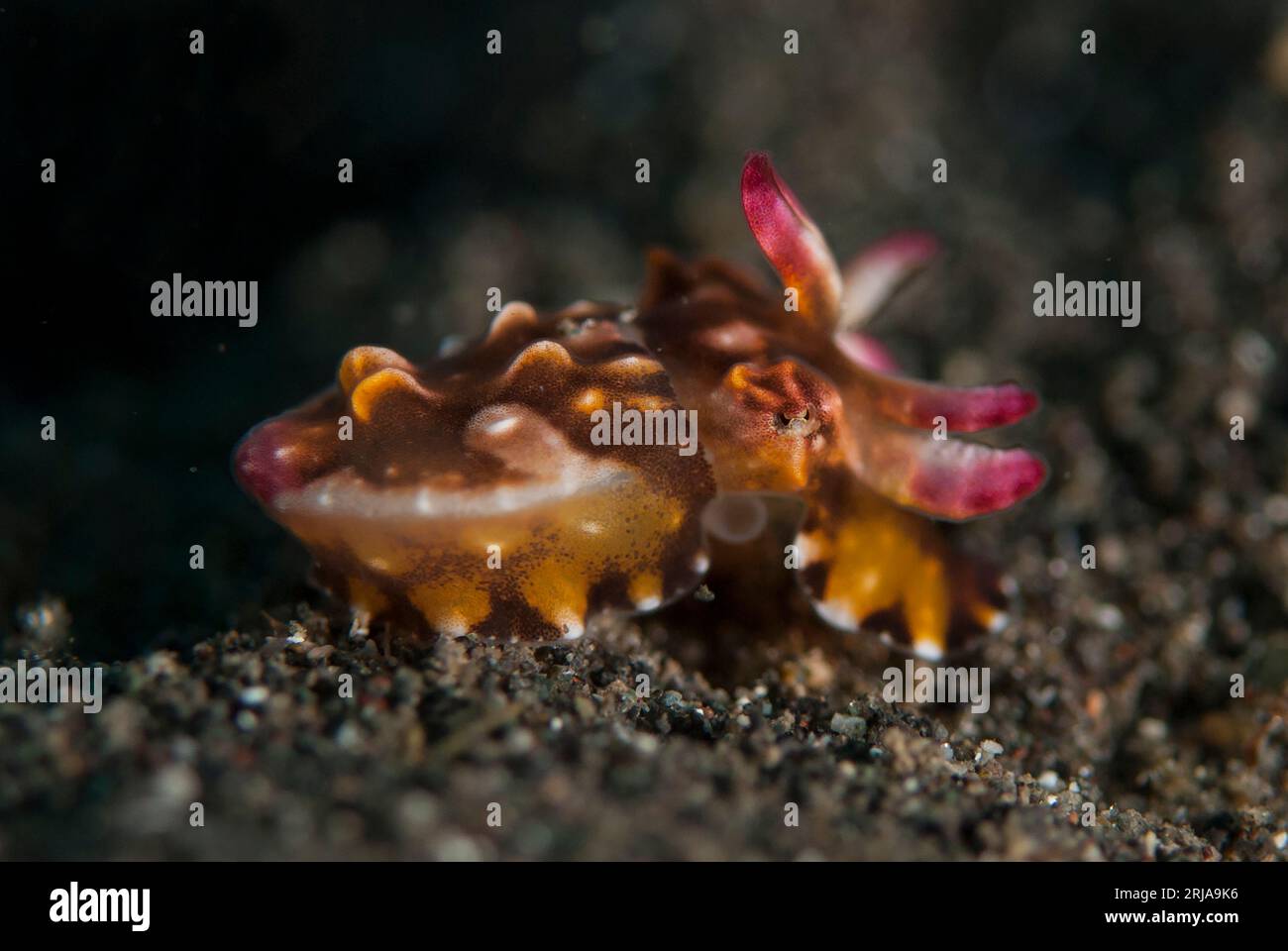 Pfeffer's Flamboyant Cuttlefish, Metasepia pfefferi, recently-hatched ...