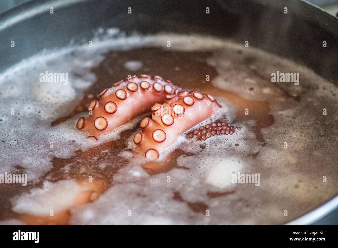 Tentacles octopus hi-res stock photography and images - Alamy