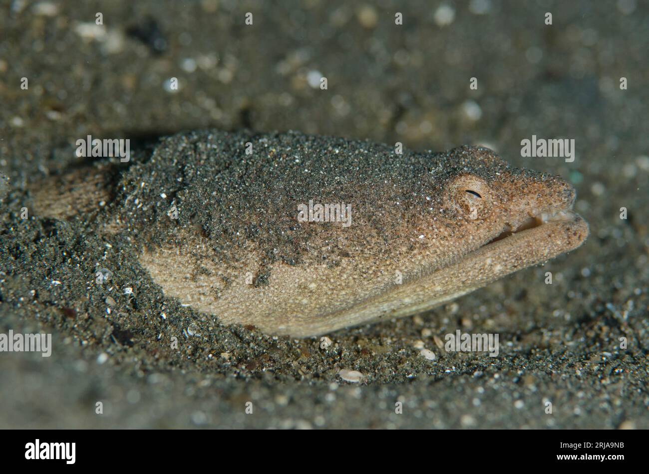 Stargazer Snake Eel, Brachysomophis cirrocheilos, yawning defense ...