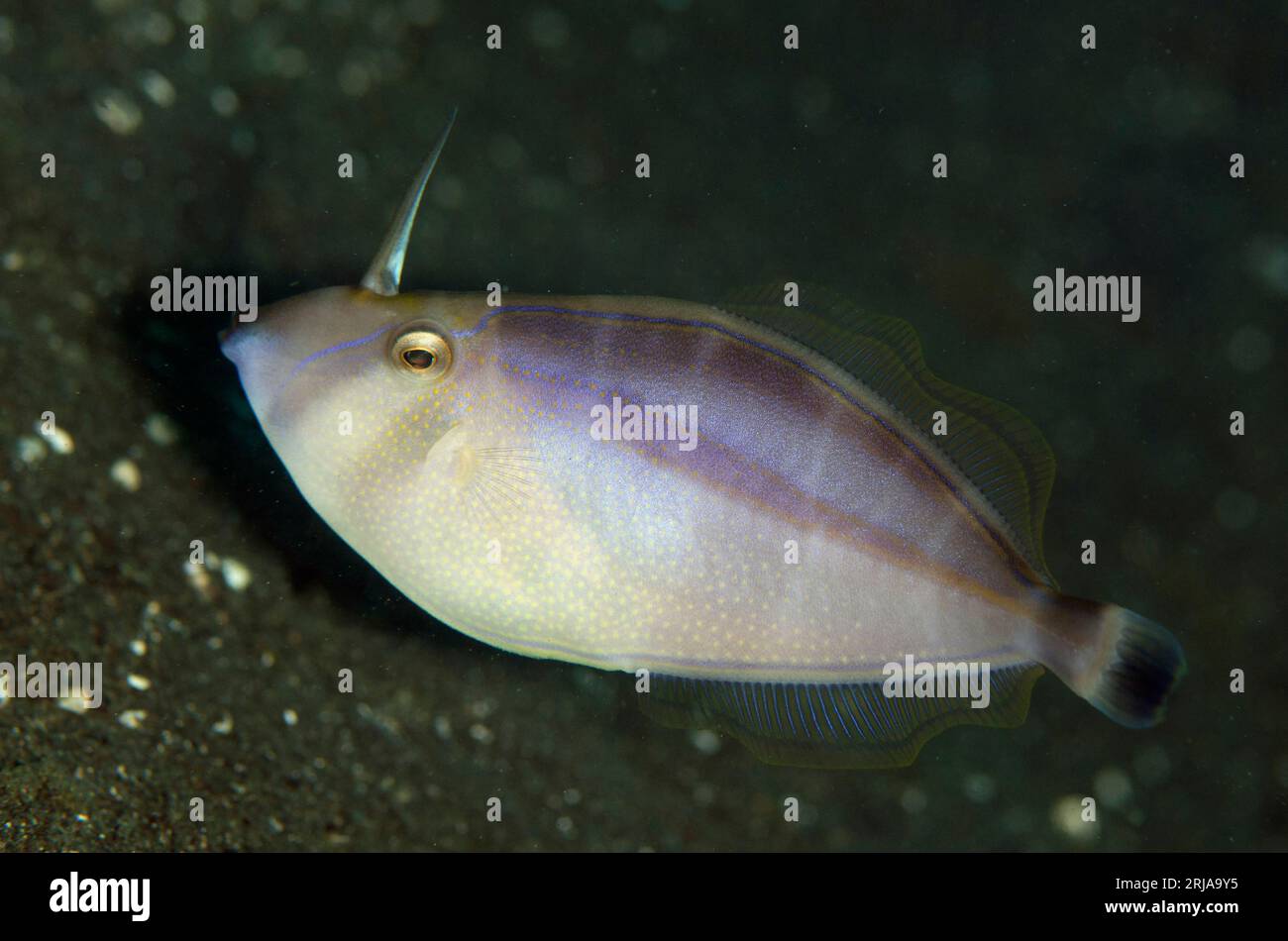 Rhino Filefish, Pseudalutarius nasicornis, with erect spine over black ...