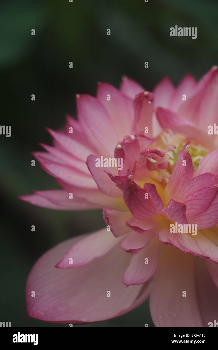 A close-up of a vibrant pink Nut-bearing lotus (Nelumbo nucifera ...