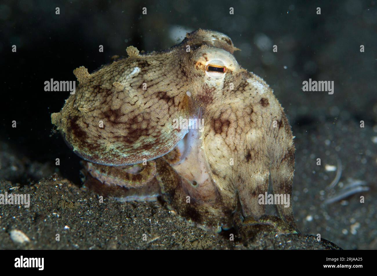Veined Octopus, Amphioctopus marginatus, on black sand, Joleha dive ...