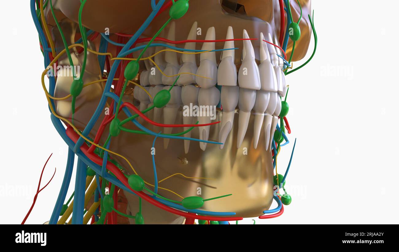 Human Teeth Anatomy 3D Illustration For Medical Concept Stock Photo - Alamy