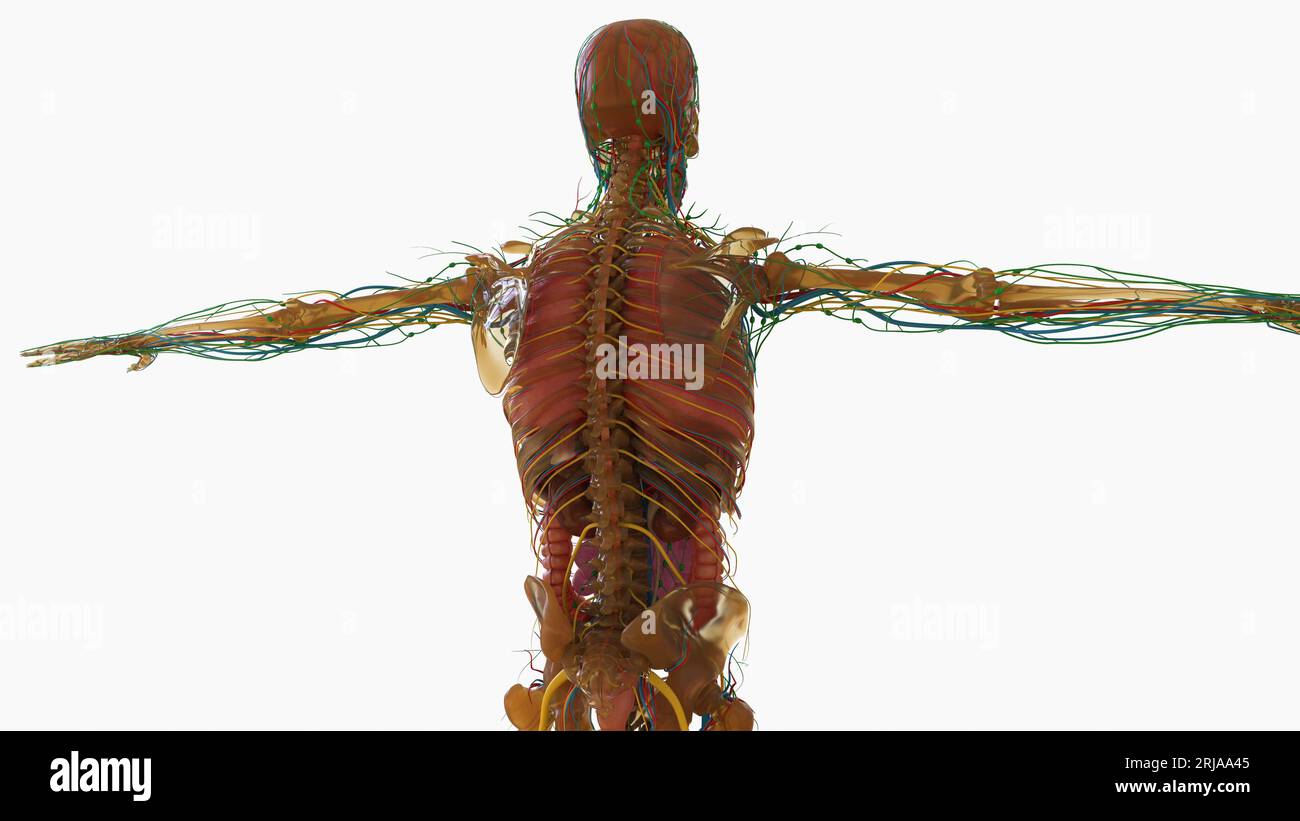 Human Body Internal Organs Anatomy 3d Illustration Stock Photo Alamy