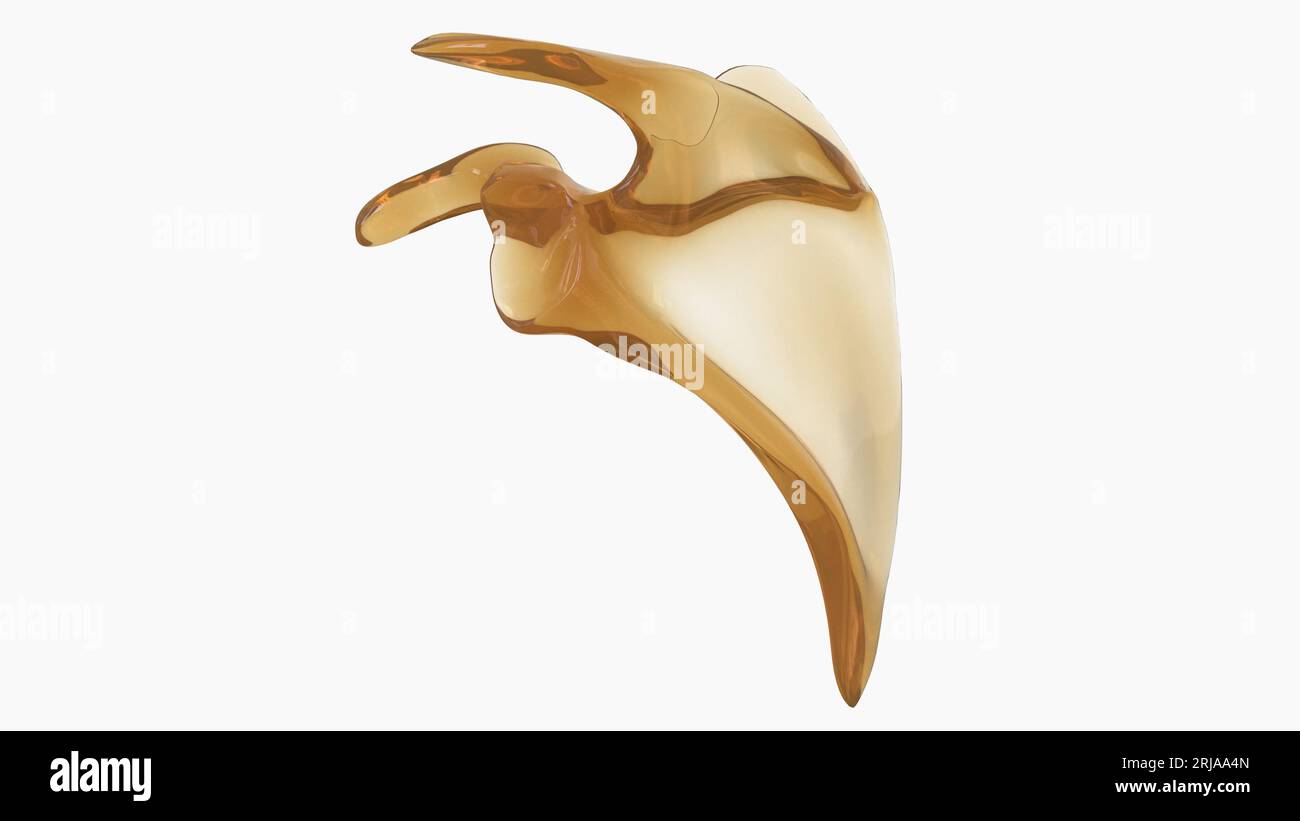 Human skeleton anatomy Scapula Bone 3D Rendering For Medical Concept ...