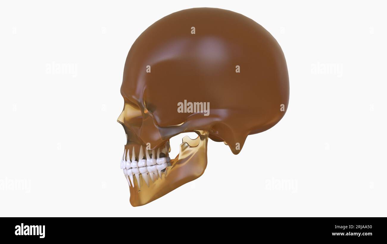 Human Skeleton Skull Bones Anatomy For Medical Concept 3D Illustration ...