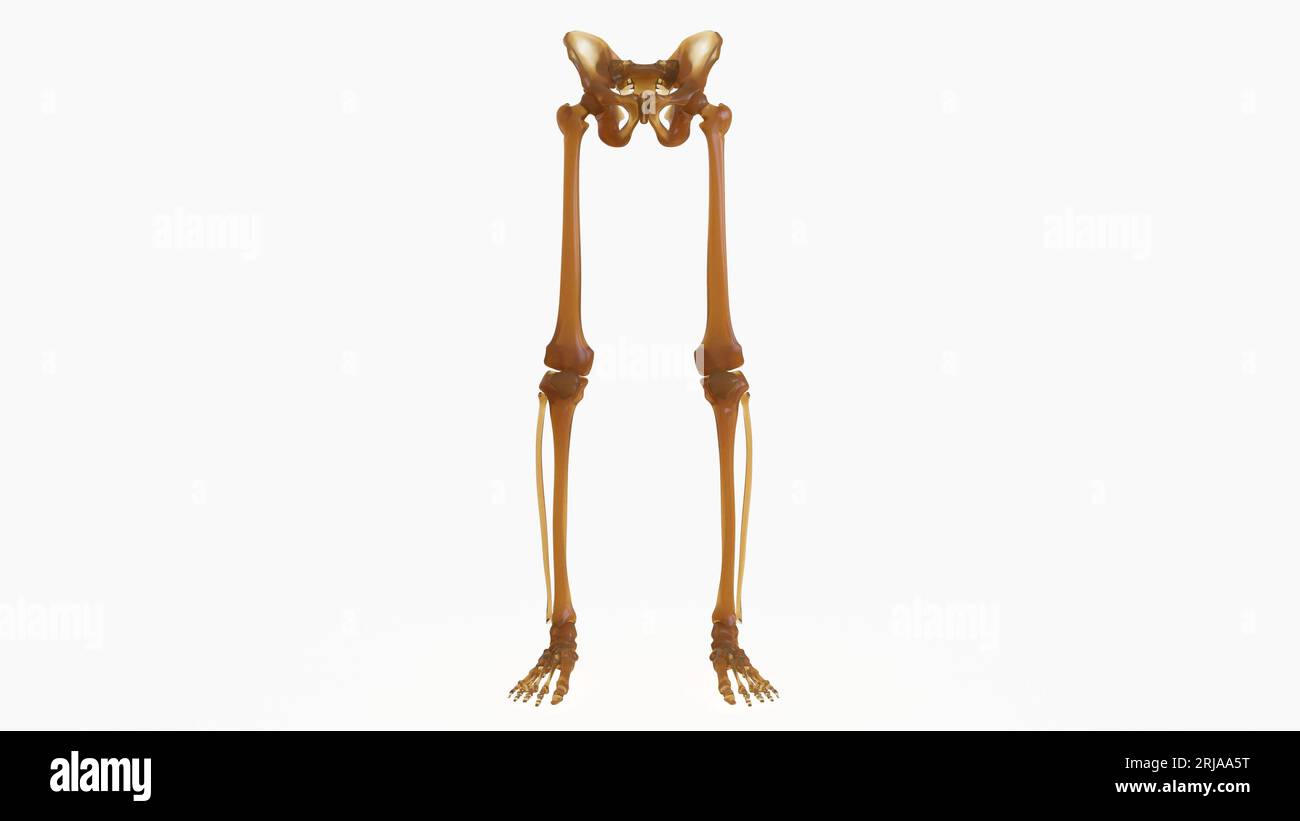 Human Skeleton Lower Limbs Anatomy 3D Illustration Stock Photo - Alamy