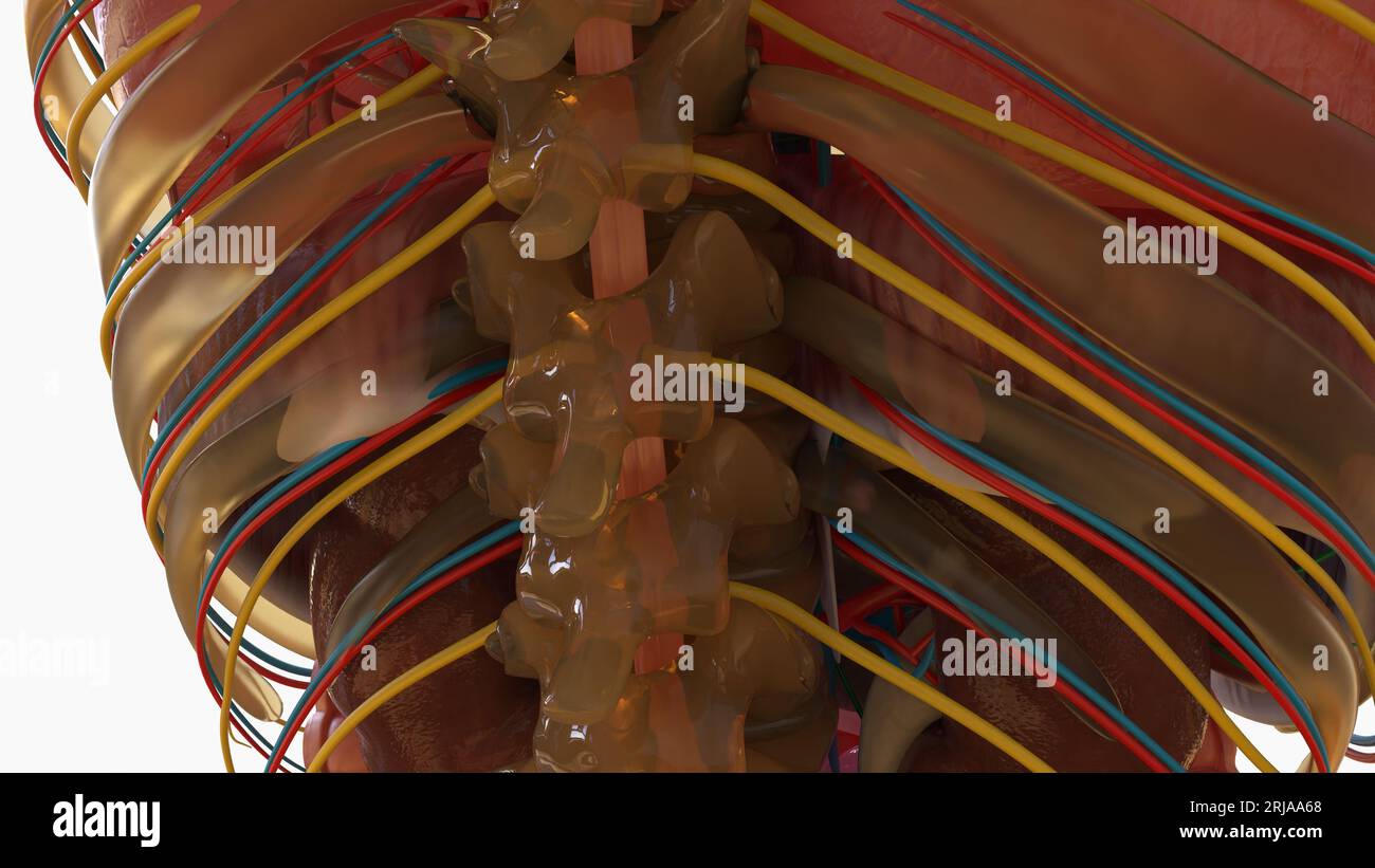 nerves coming out from spinal cord vertebrae 3D illustration Stock ...
