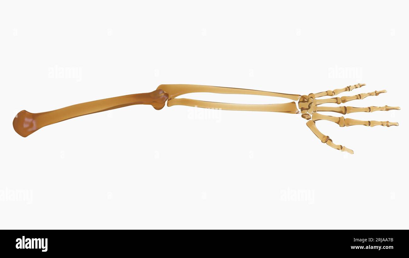 Human Skeleton Hand Bones Anatomy For Medical Concept 3D Illustration ...