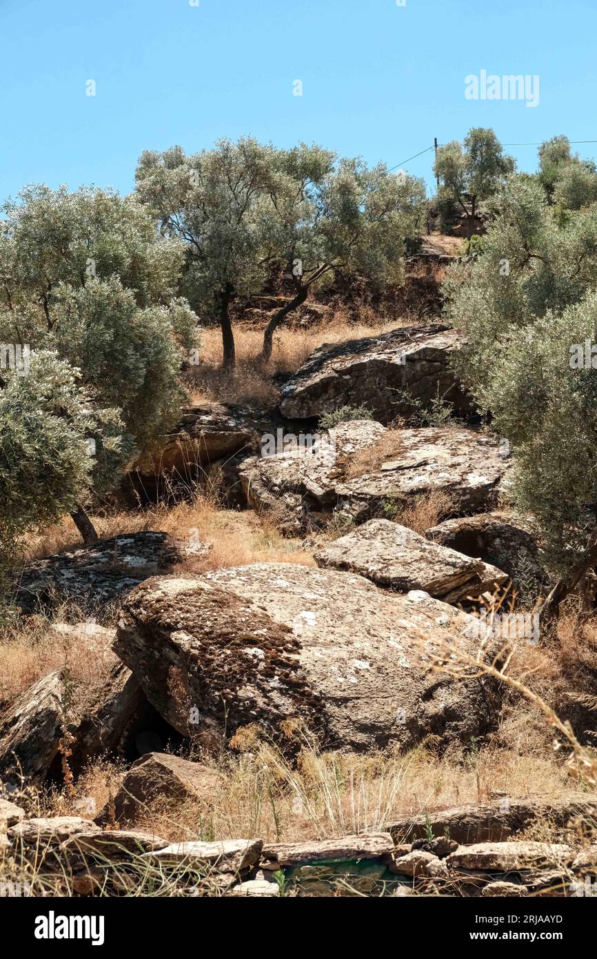Olive Trees Garden, Mediterranean old olive field. Mugla olive grove ...