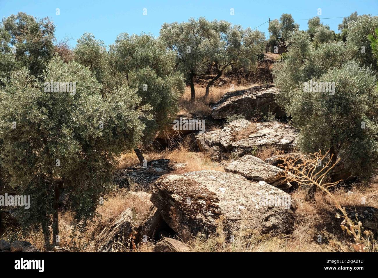 Olive trees turkey hi-res stock photography and images - Alamy