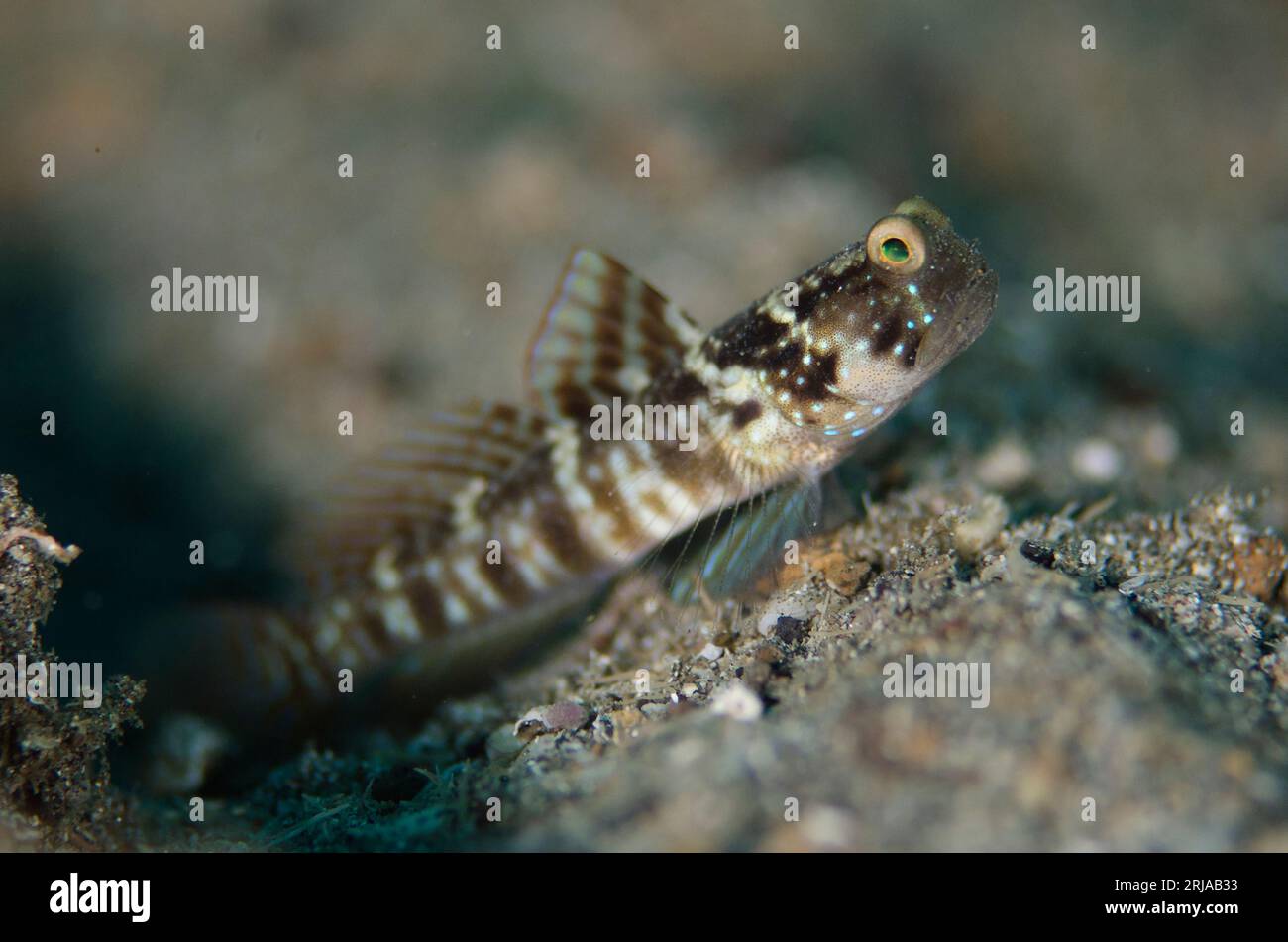 Ventral-Barred Shrimpgoby, Cryptocentrus sericus, standing guard at ...