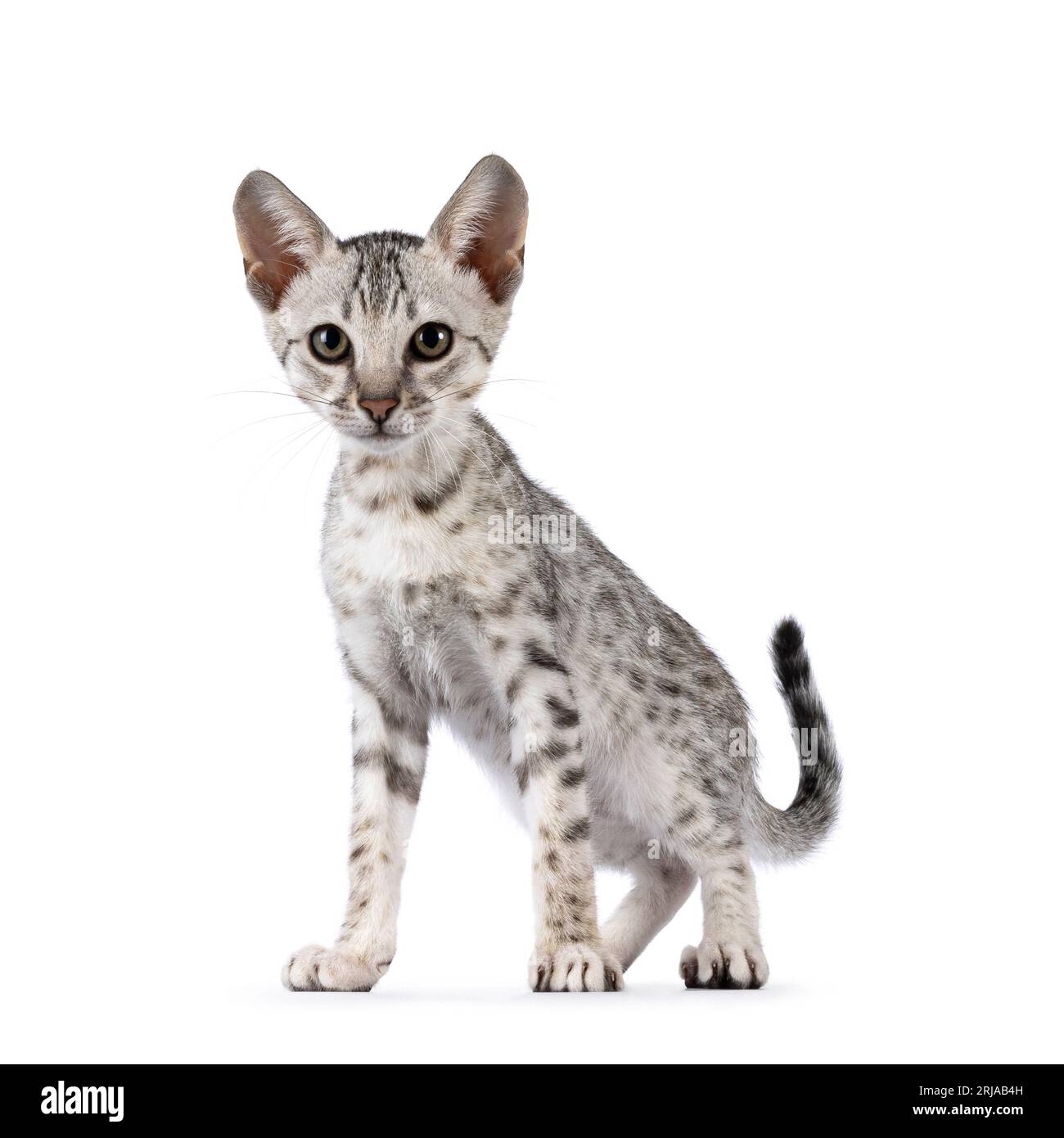 Savannah Cat Kitten