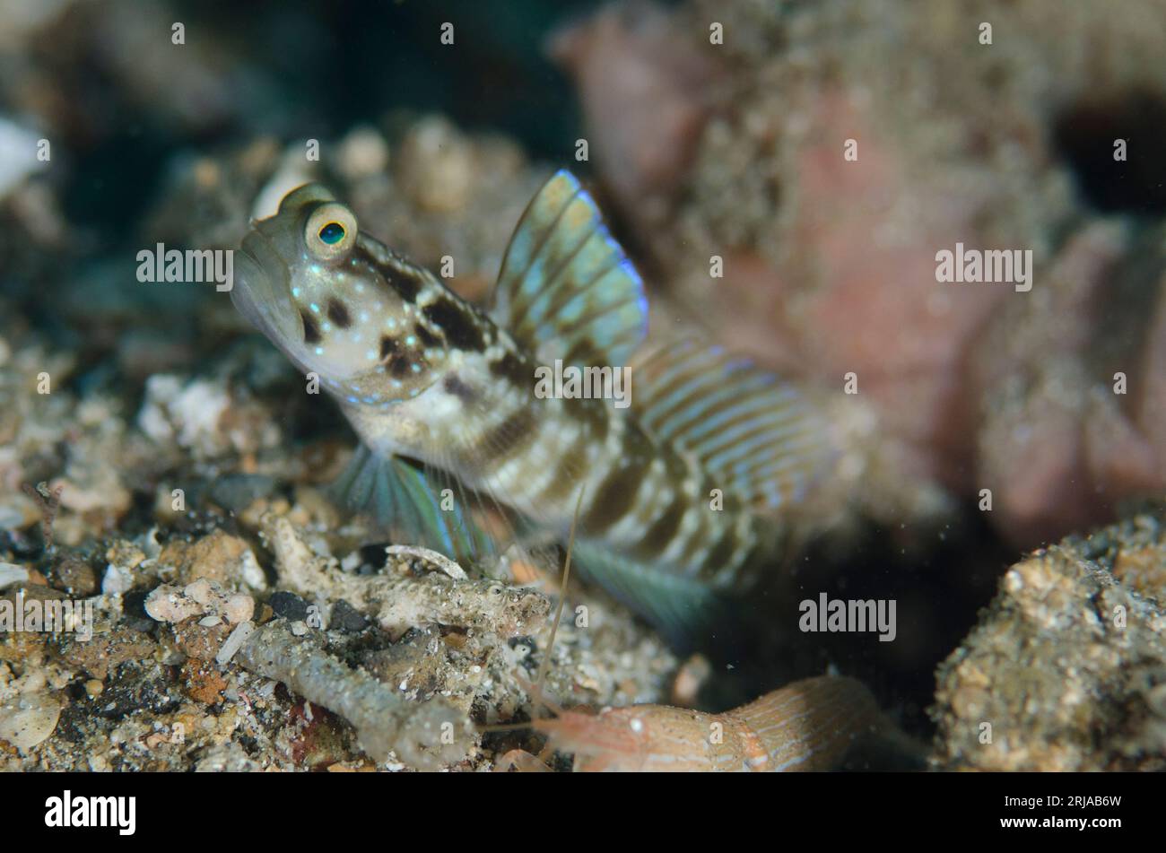 Ventral-Barred Shrimpgoby, Cryptocentrus sericus, standing guard at ...