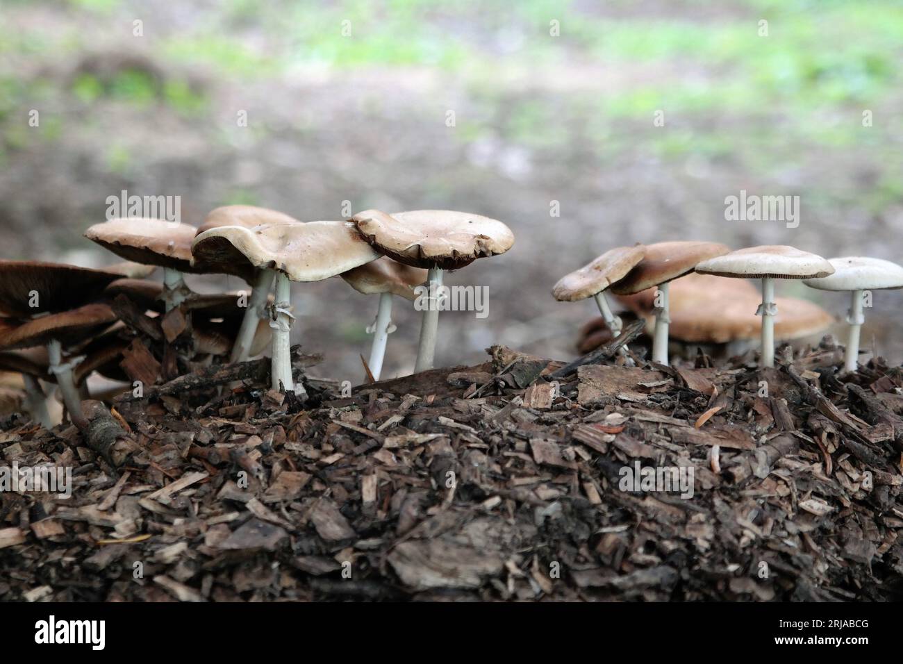 A group of fungi in the forest with a green background. A couple of ...