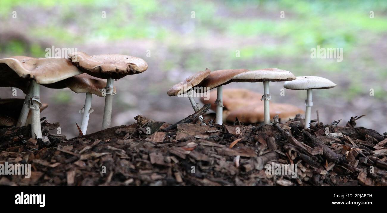 A group of fungi in the forest with a green background. A couple of ...