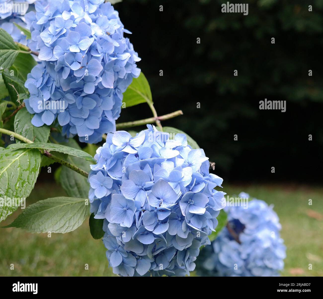 A couple of blue flower heads from the Hydrangea plant. Richly blooming ...